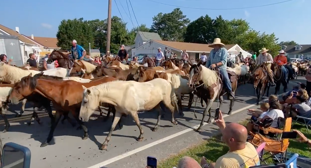 100th Chincoteague Pony Swim Highlights Part I | Saddle Seeks Horse
